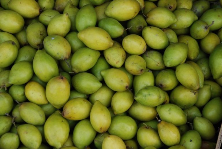 Jujube - World Crops Database - Tropical fruits
