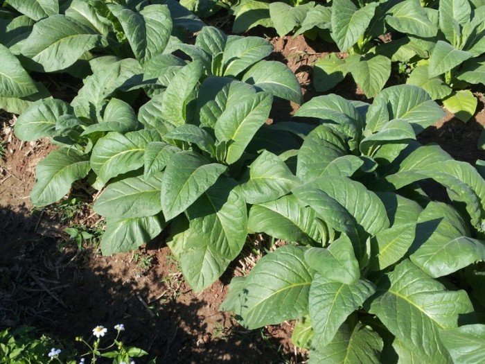 Tobacco plants - World Crops Database