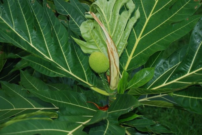 Breadfruit - World Crops Database