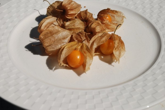 Cape Gooseberry fruits - World Crops Database