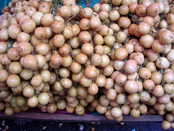 Burmese grape - Mafai - World Crops Database - Tropical fruits