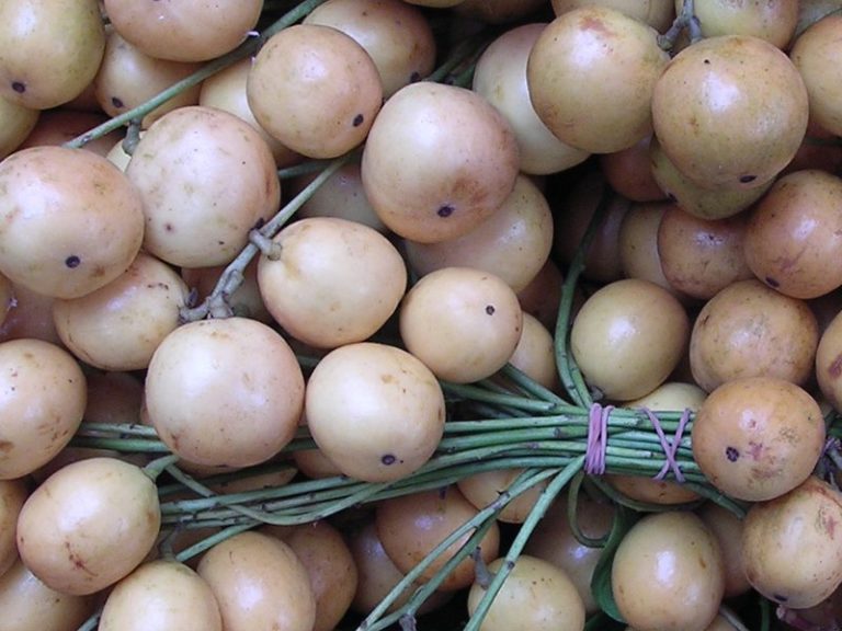 Burmese grape - Mafai - World Crops Database - Tropical fruits