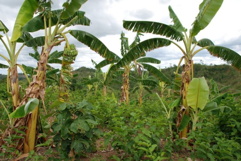 Banana - World Crops Database - Tropical fruits