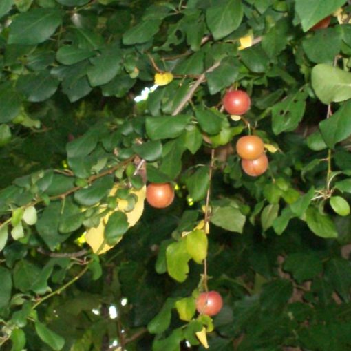 Coconut - World Crops Database