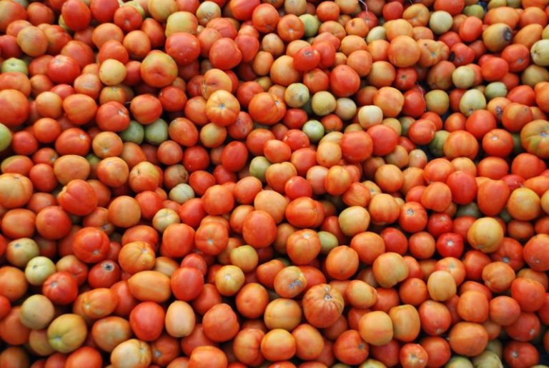 Vegetables production - World Crops Database