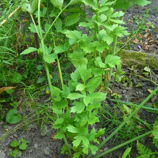 Lentil - World Crops Database