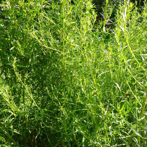 Coconut - World Crops Database