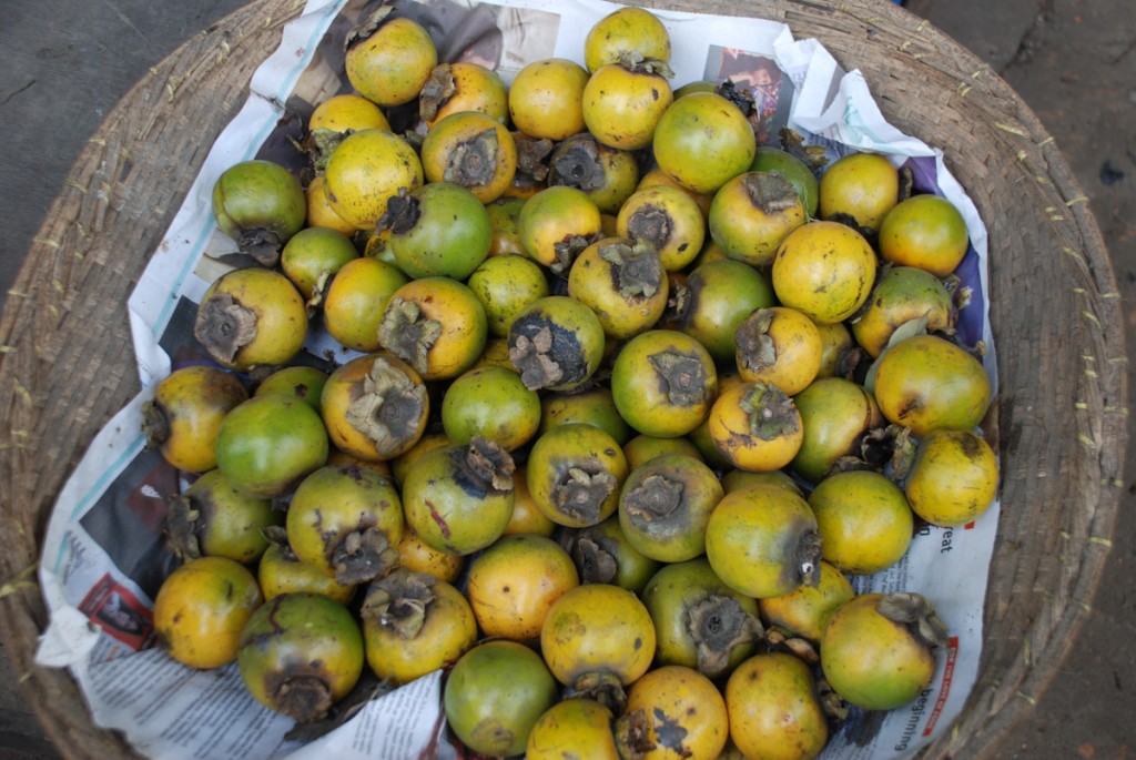 1 Diospyros malabarica - Gaub tree - World Crops Database