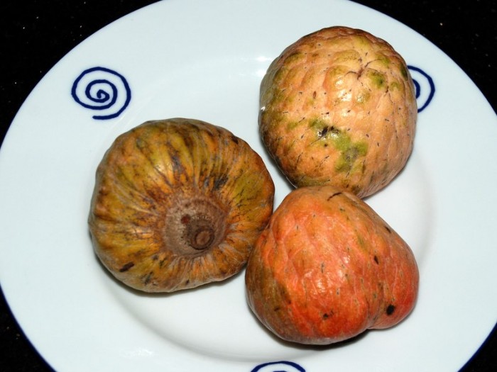 Custard apple - World Crops Database - Tropical fruits