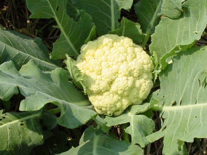 Cauliflower - World Crops Database