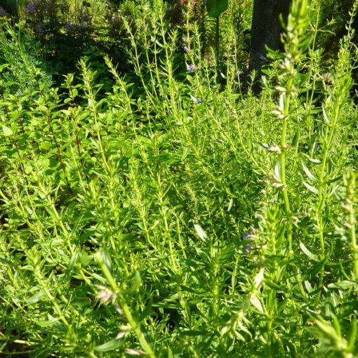 Culantro - World Crops Database