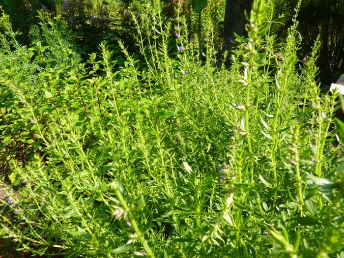 Herb Hyssop - World Crops Database