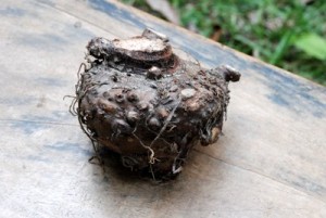 Elephant foot yam - World Crops Database - Vegetables