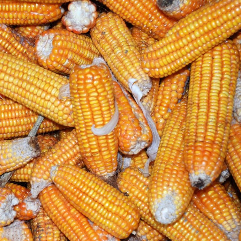 World Crops Database - World Crops Database