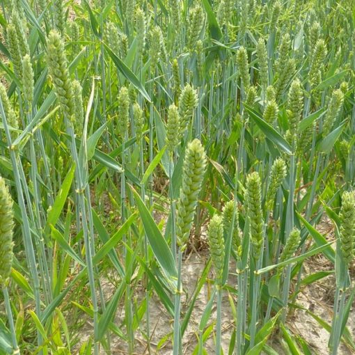 Tangerine - World Crops Database