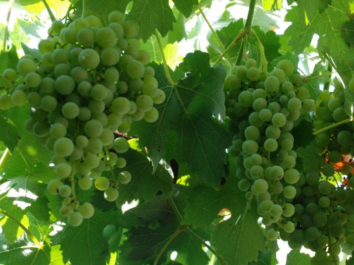 Fruits production - World Crops Database