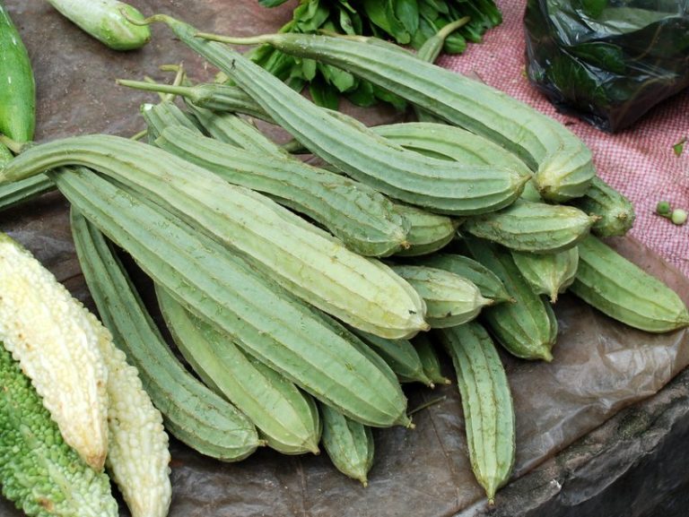 Ribbed gourd - World Crops Database