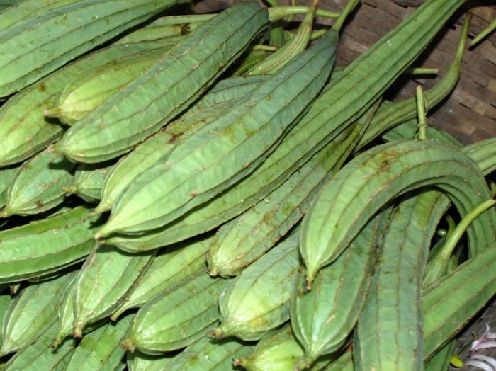Rib gourd - World Crops Database
