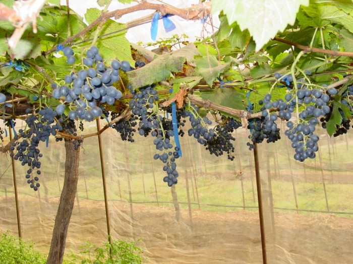 Grapes - World Crops Database