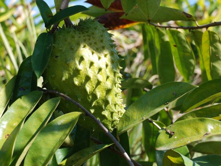 Soursop - World Crops Database - Tropical fruits