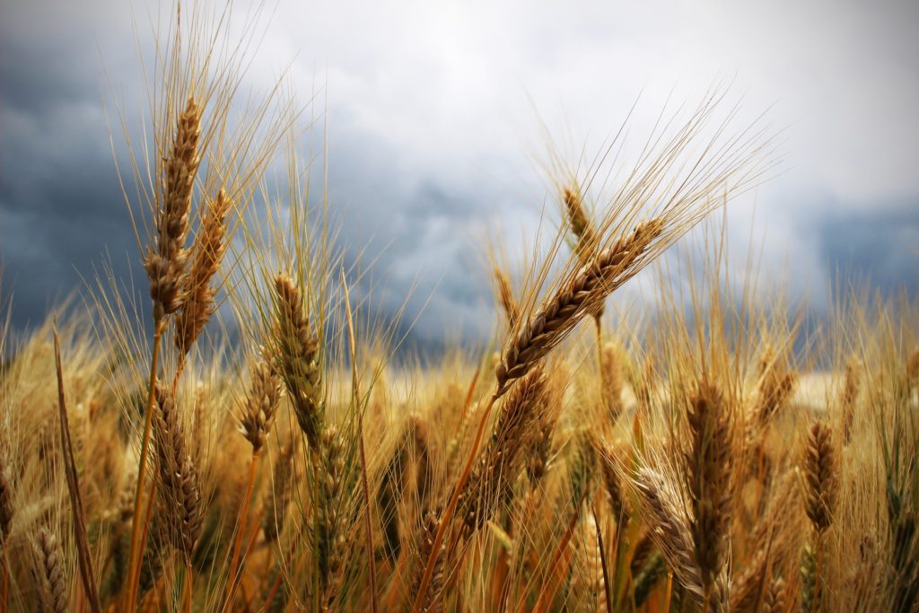 Alcohol production - World Crops Database