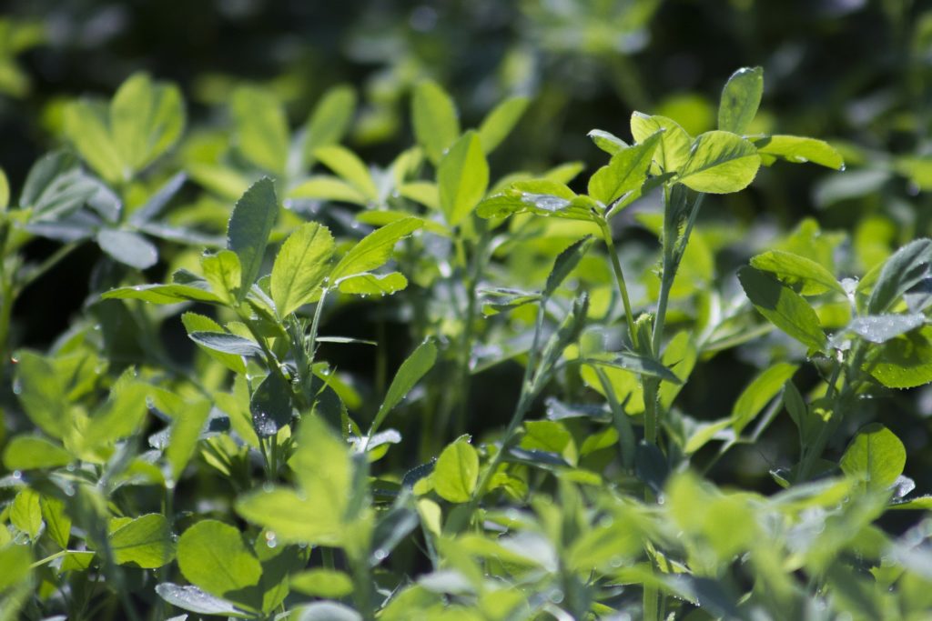 Alfalfa - World Crops Database