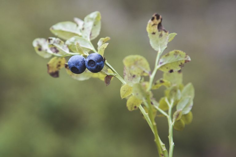 Bilberry blueberry-1669955_1920 - World Crops Database