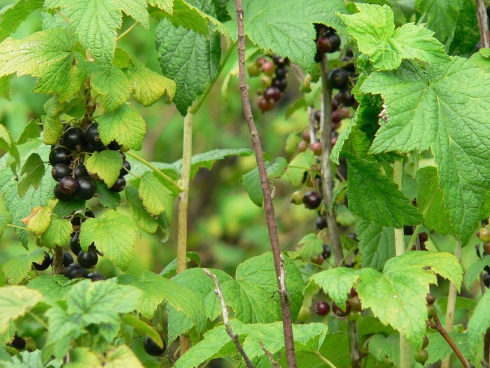 Black currant - World Crops Database