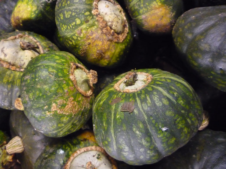Buttercup squash - World Crops Database