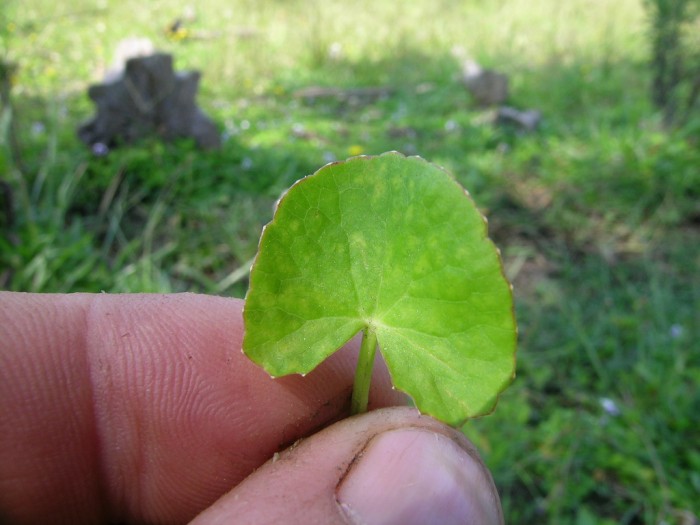 Centella - World Crops Database