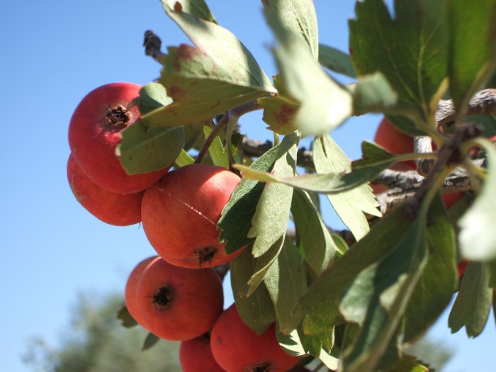 Azarole - World Crops Database