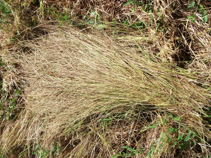 Fonio - World Crops Database