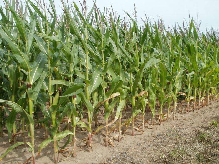 Forage and Fodder crops - World Crops Database