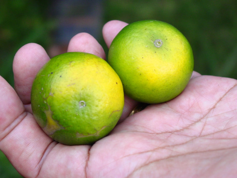 Tangerine - World Crops Database