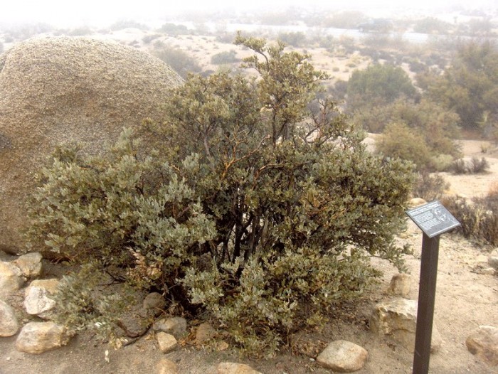 Jojoba - World Crops Database