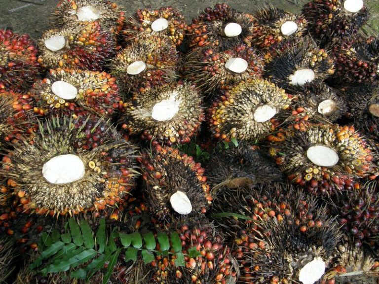Oil palm - World Crops Database
