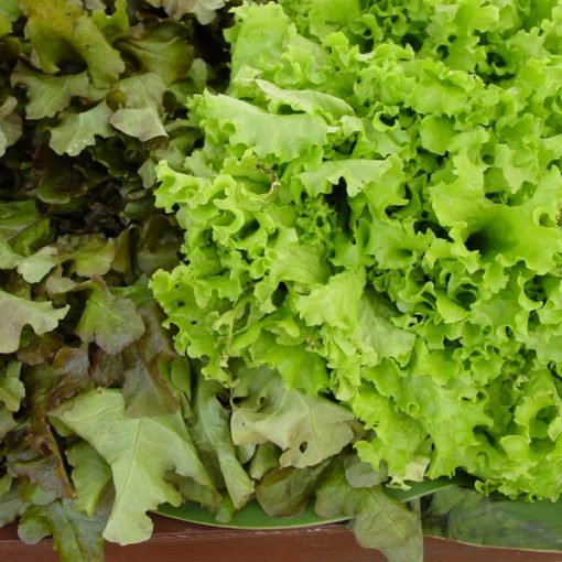 Potato - World Crops Database