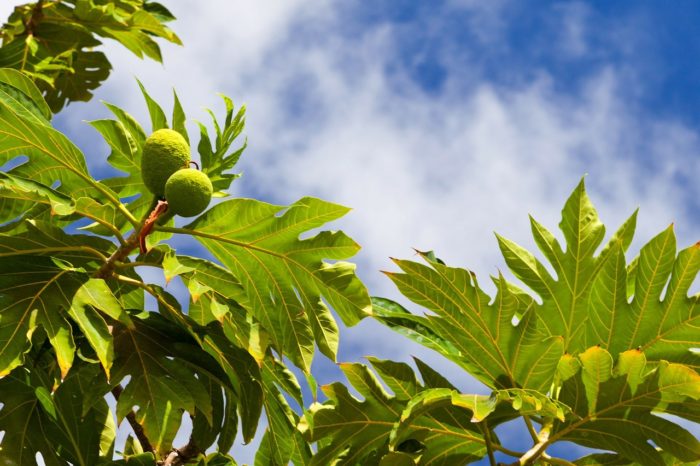 Ornamental plants - World Crops Database