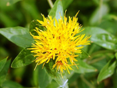 Safflower - World Crops Database