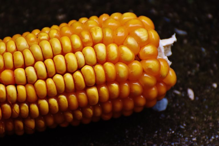 Staple food - Corn or Maize - World Crops Database