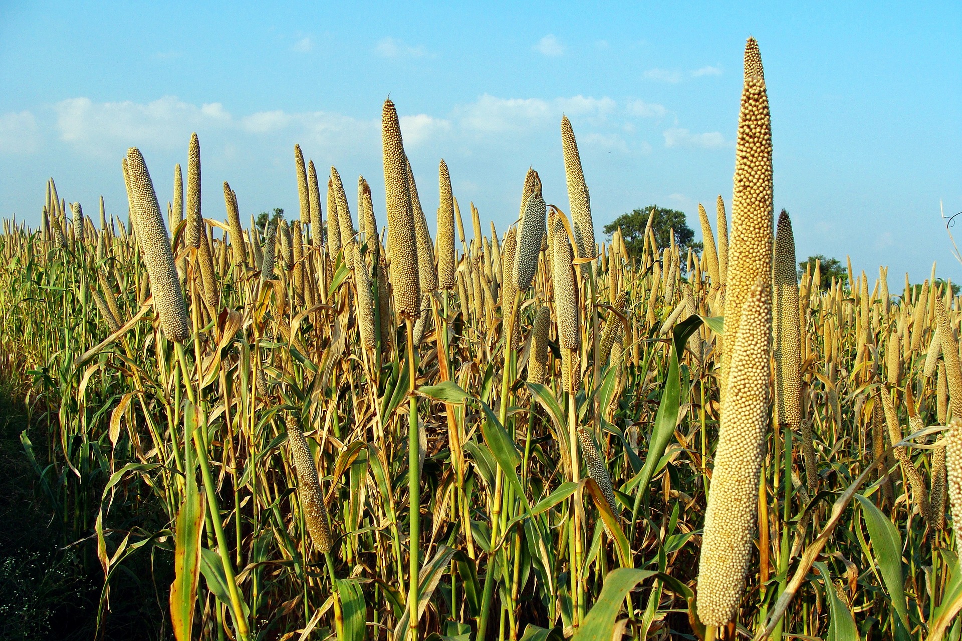 Staple Food World Crops Database Staple Food World Crops Database
