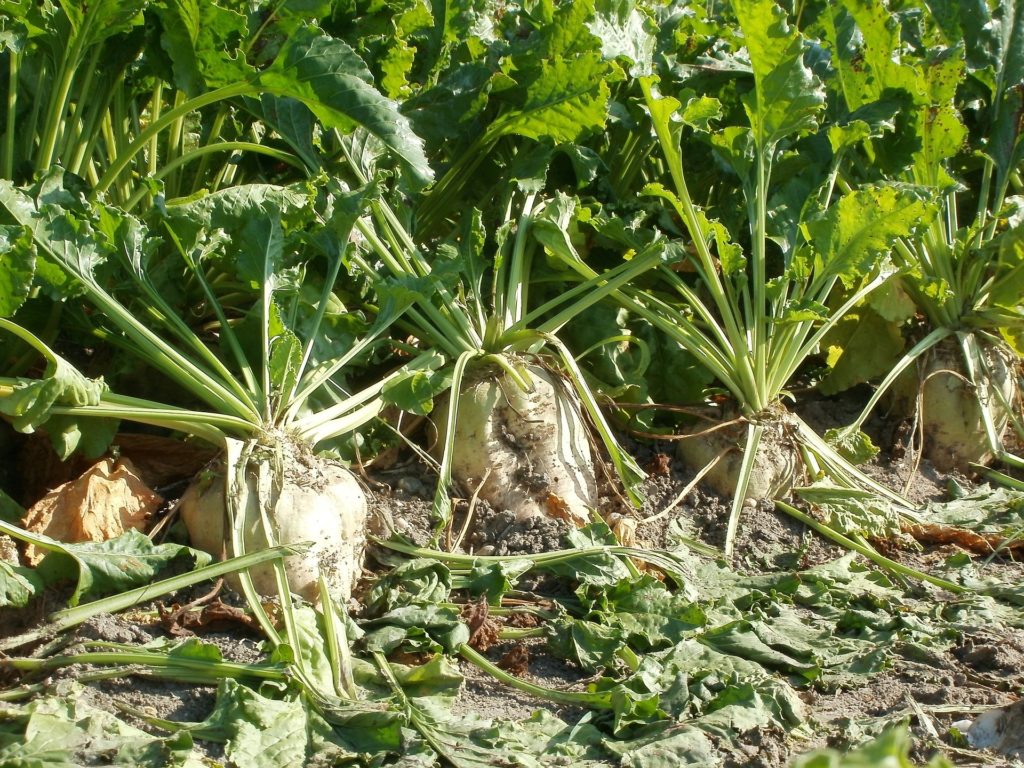 Sugar beet - World Crops Database