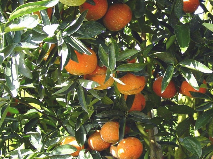 Tangerine - World Crops Database