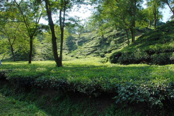 Tea plantation near Sylhet, Bangladesh - World Crops Database