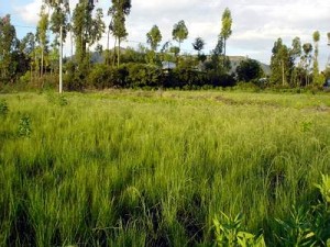 Tef - Teff - World Crops Database - Cereals