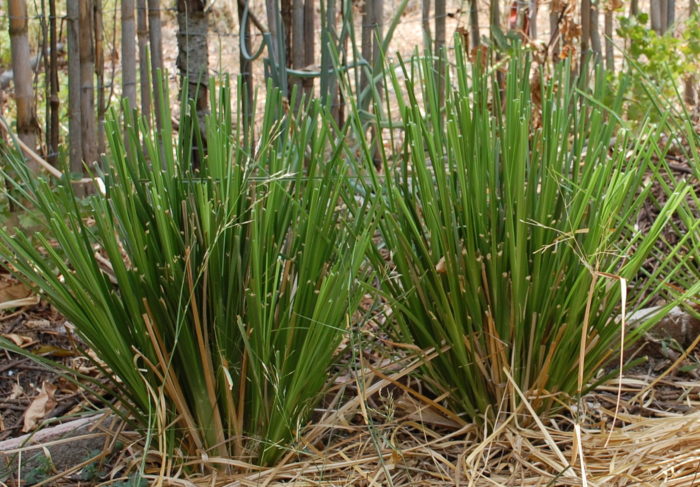 Vetiver grass - World Crops Database