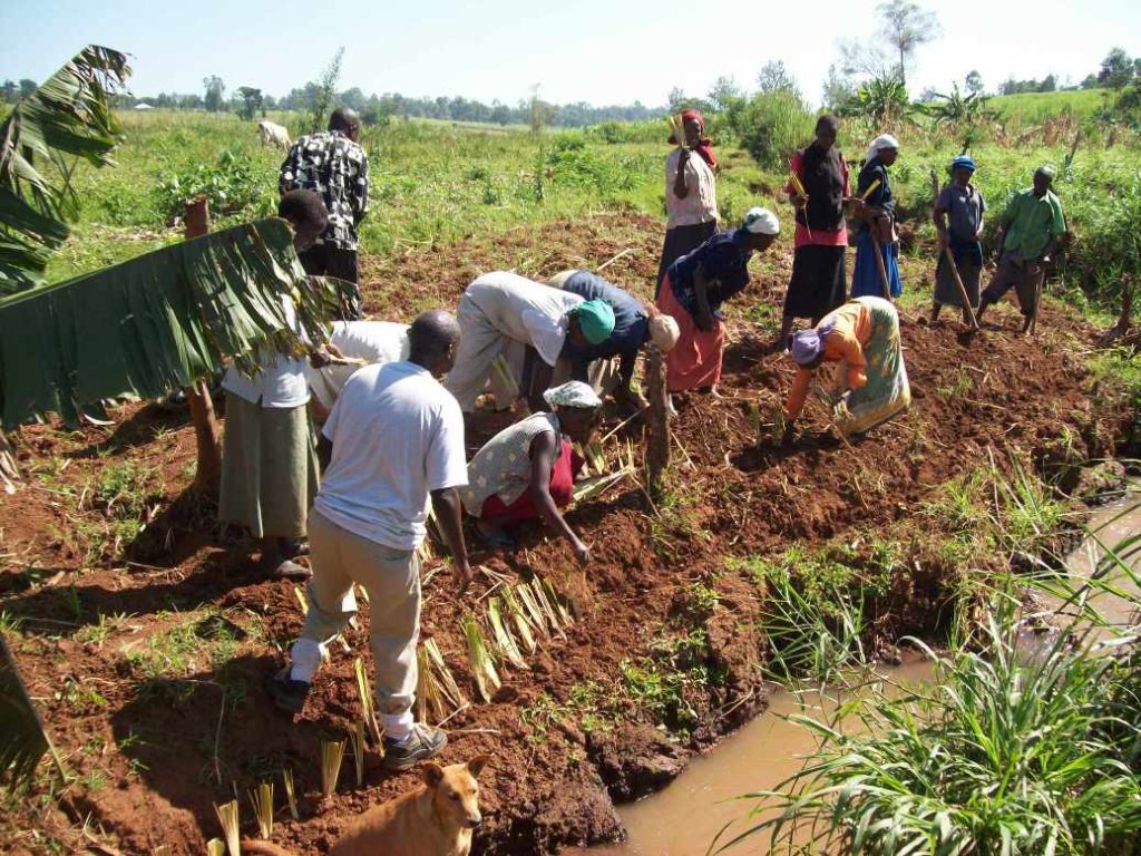 Vetiver grass planting in Kenya - World Crops Database