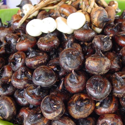 Clove - World Crops Database