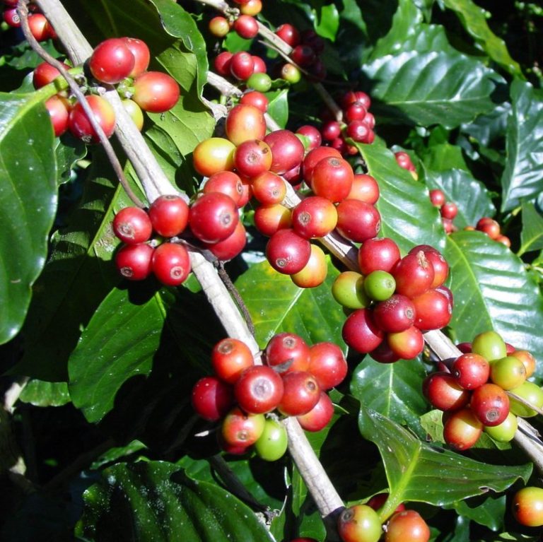 Crop production - World Crops Database