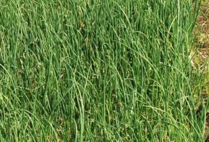 Onion field in Bangladesh - World Crops Database